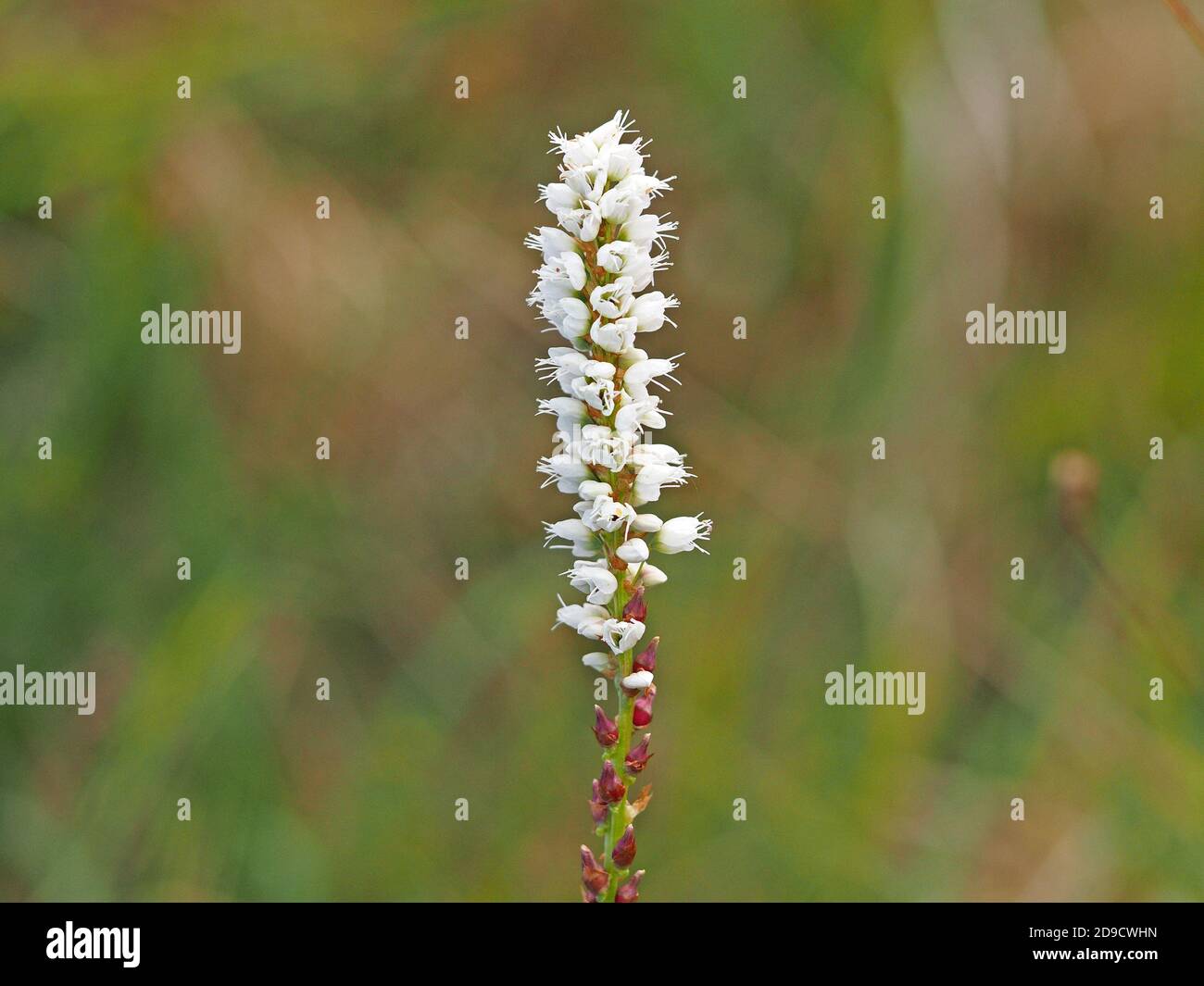 Alpine bistort bistorta vivipara hi-res stock photography and images ...
