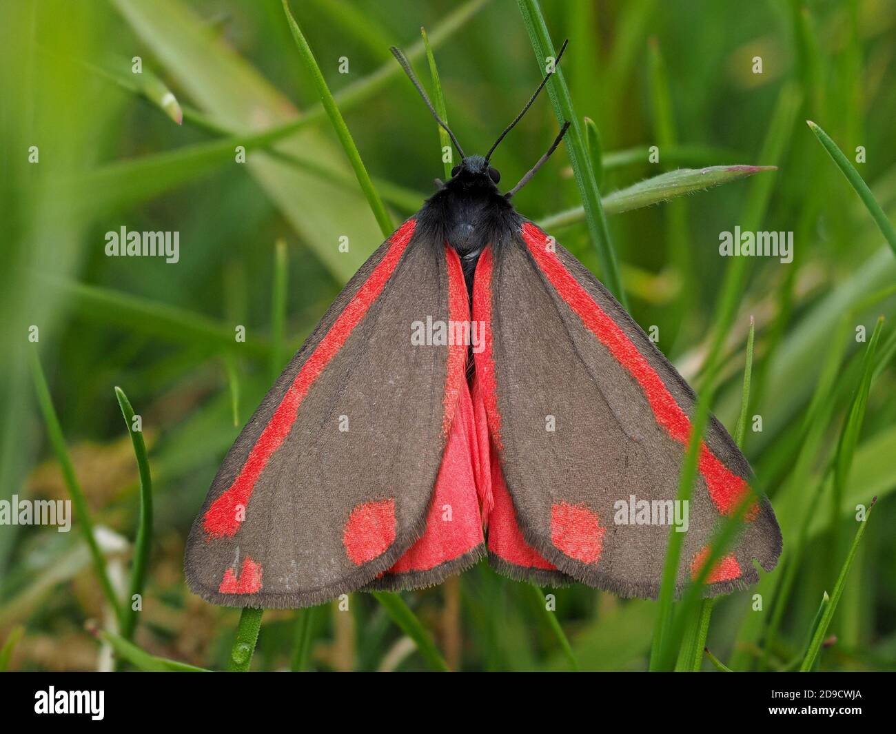 red & black iridescent warning colours of the diurnal arctiid Cinnabar ...