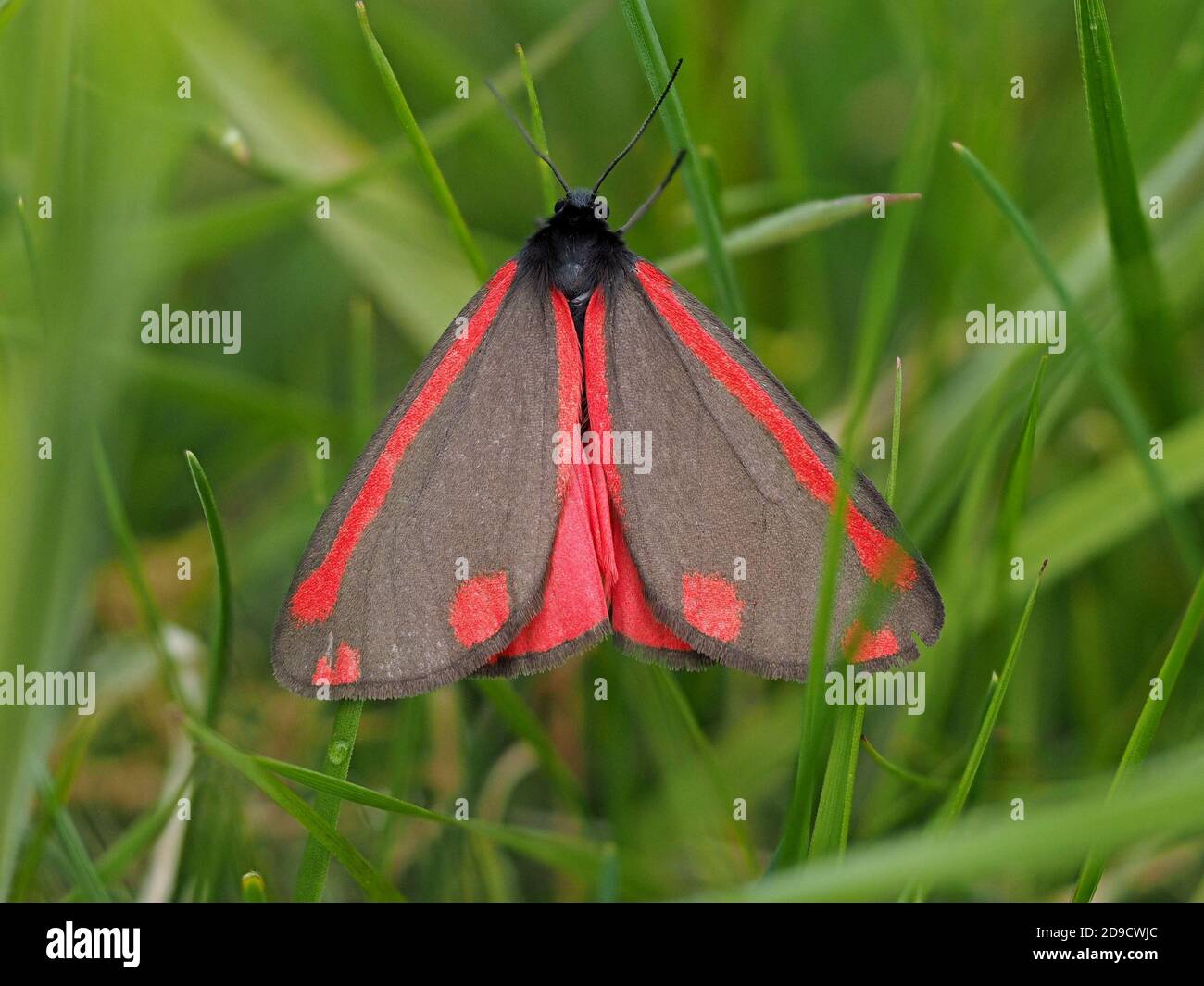 red & black iridescent warning colours of the diurnal arctiid Cinnabar ...