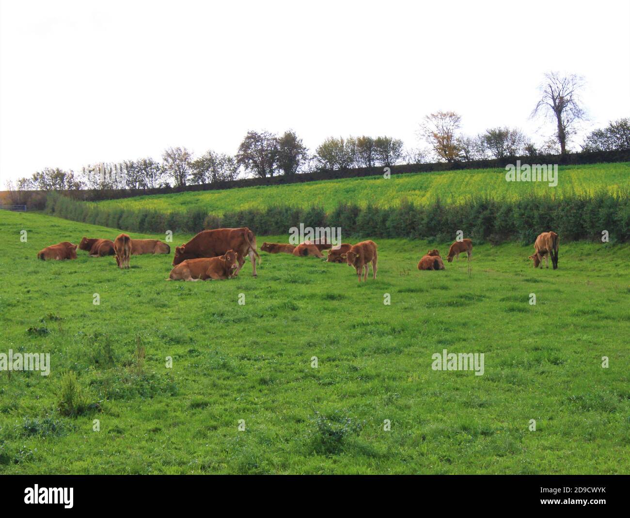 Agriculture cattle tail hi-res stock photography and images - Alamy