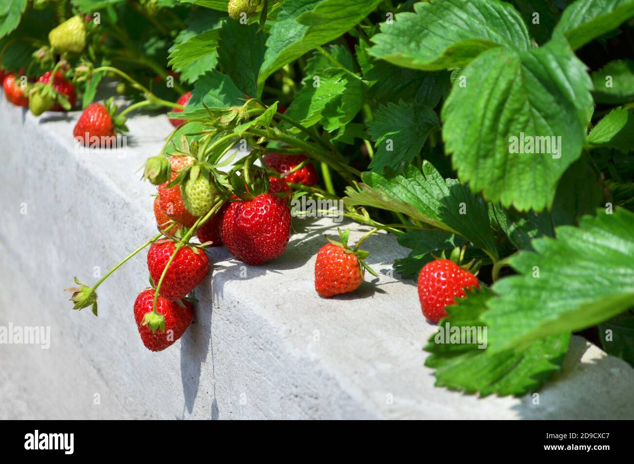 Strawberry raised bed hi-res stock photography and images - Alamy