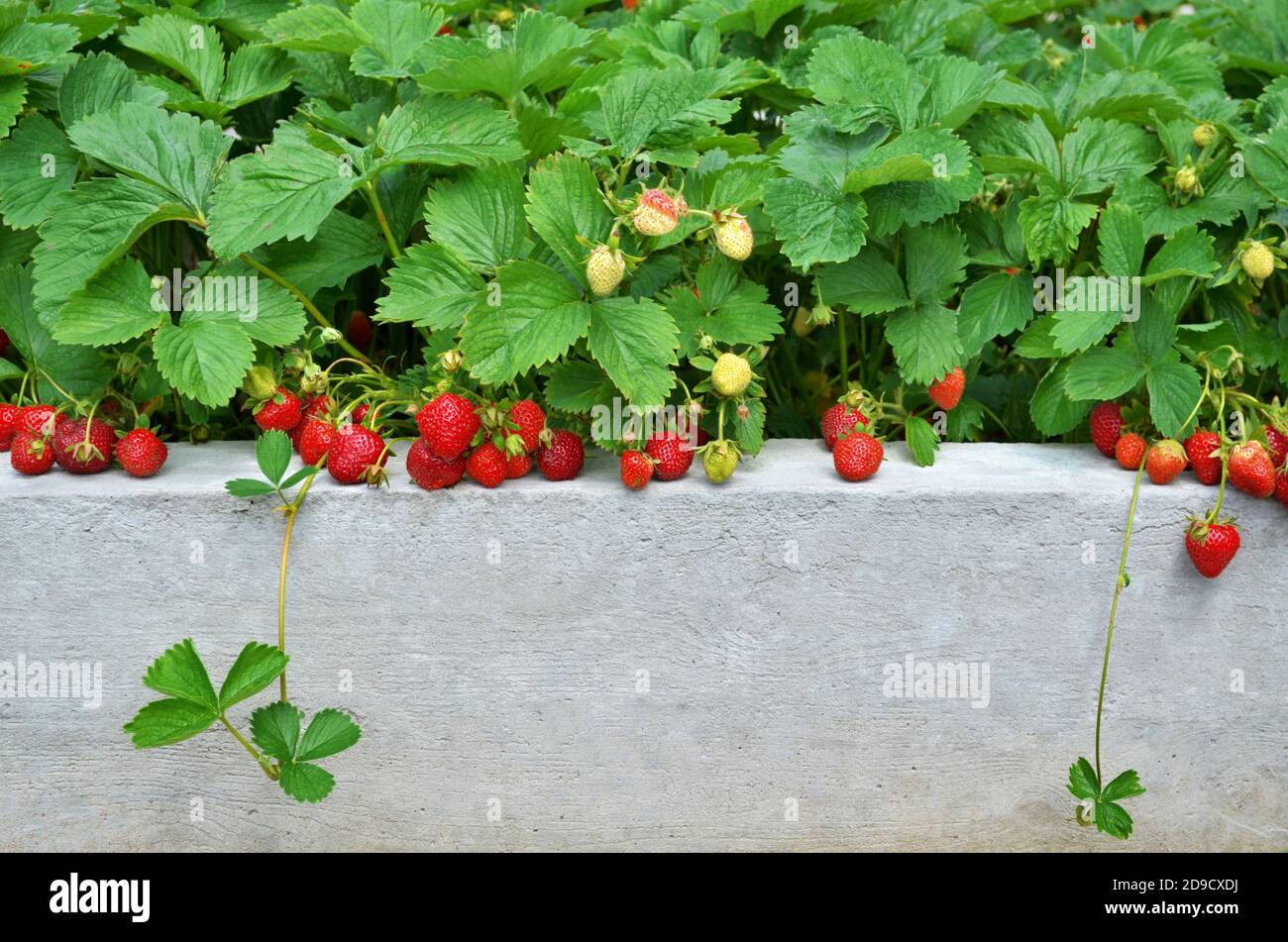 Strawberry raised bed hi-res stock photography and images - Alamy