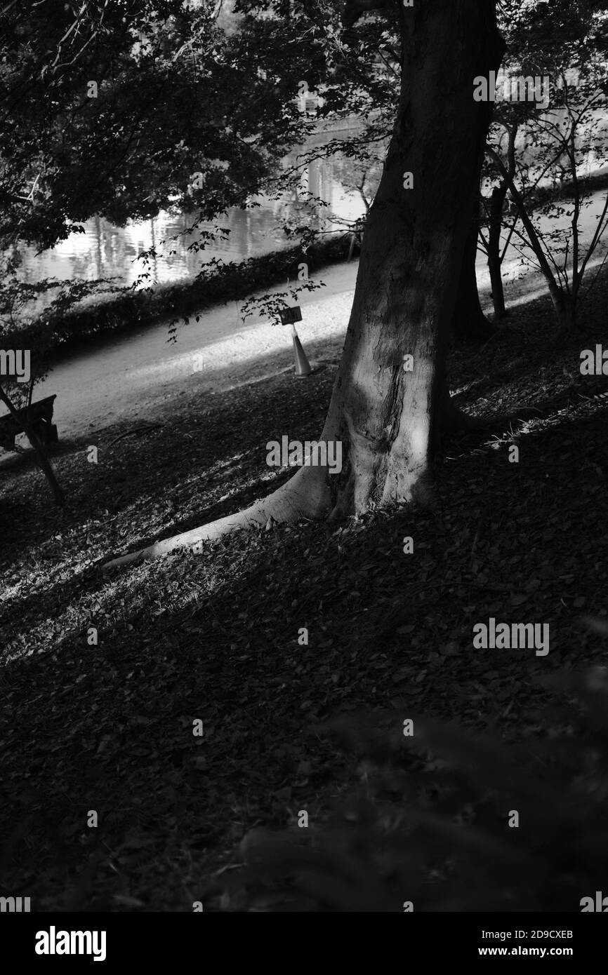 Slanting leaves Black and White Stock Photos & Images - Alamy