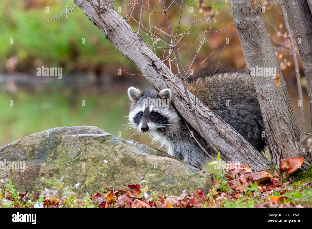Raccoon Peeking around the Tree Trunks Stock Photo - Alamy