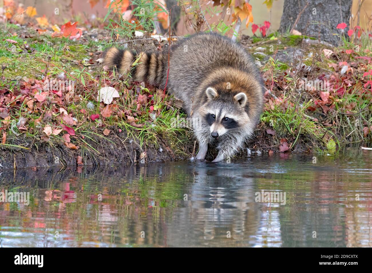 Raccoon Washing its Food in the Water Stock Photo - Alamy