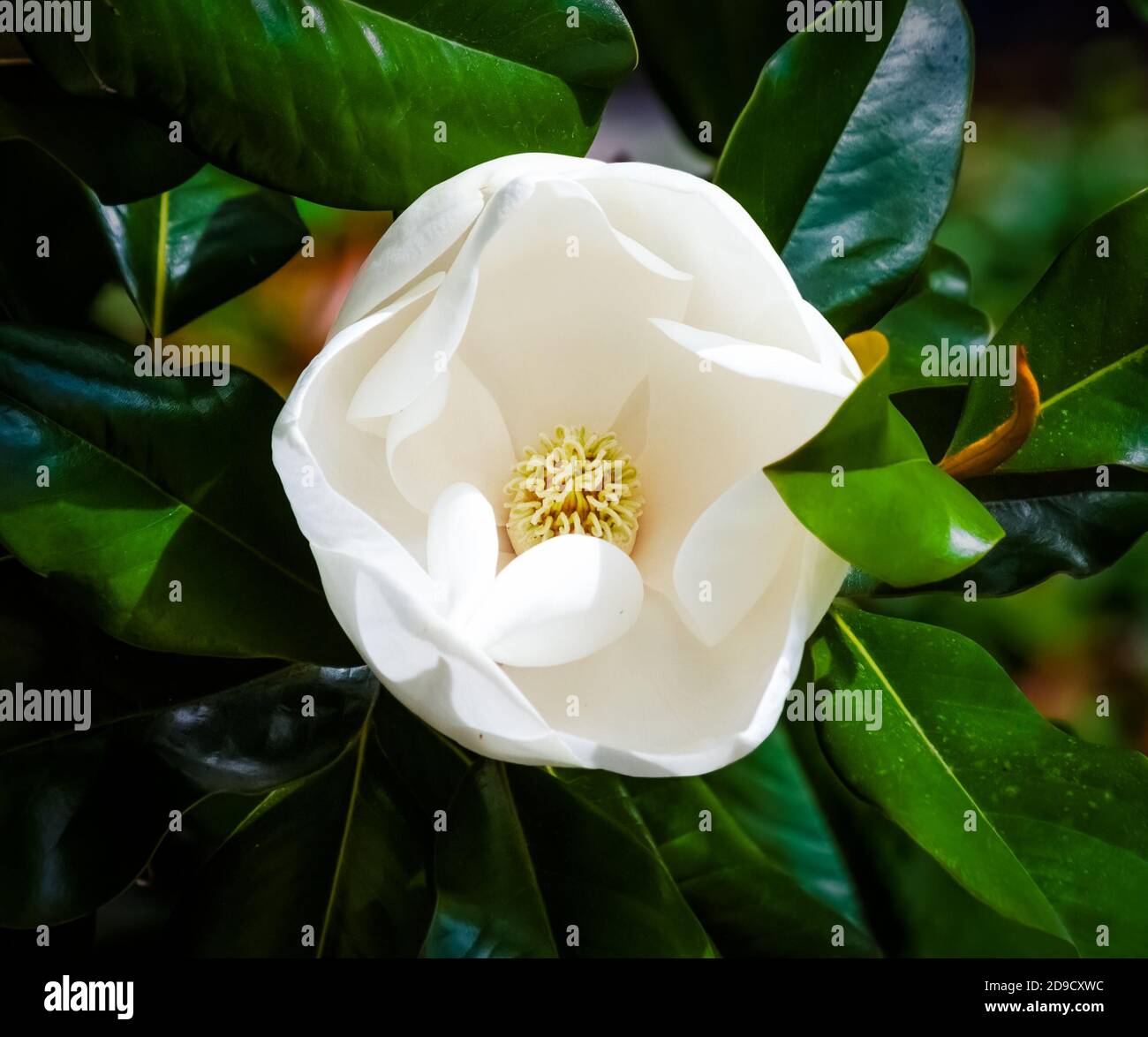 white magnolia blossom closeup in a tree with green leaf blurred ...