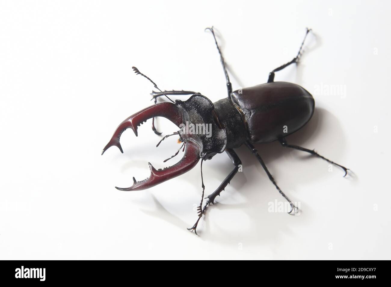male insect beetle deer with antlers on white background Stock Photo ...