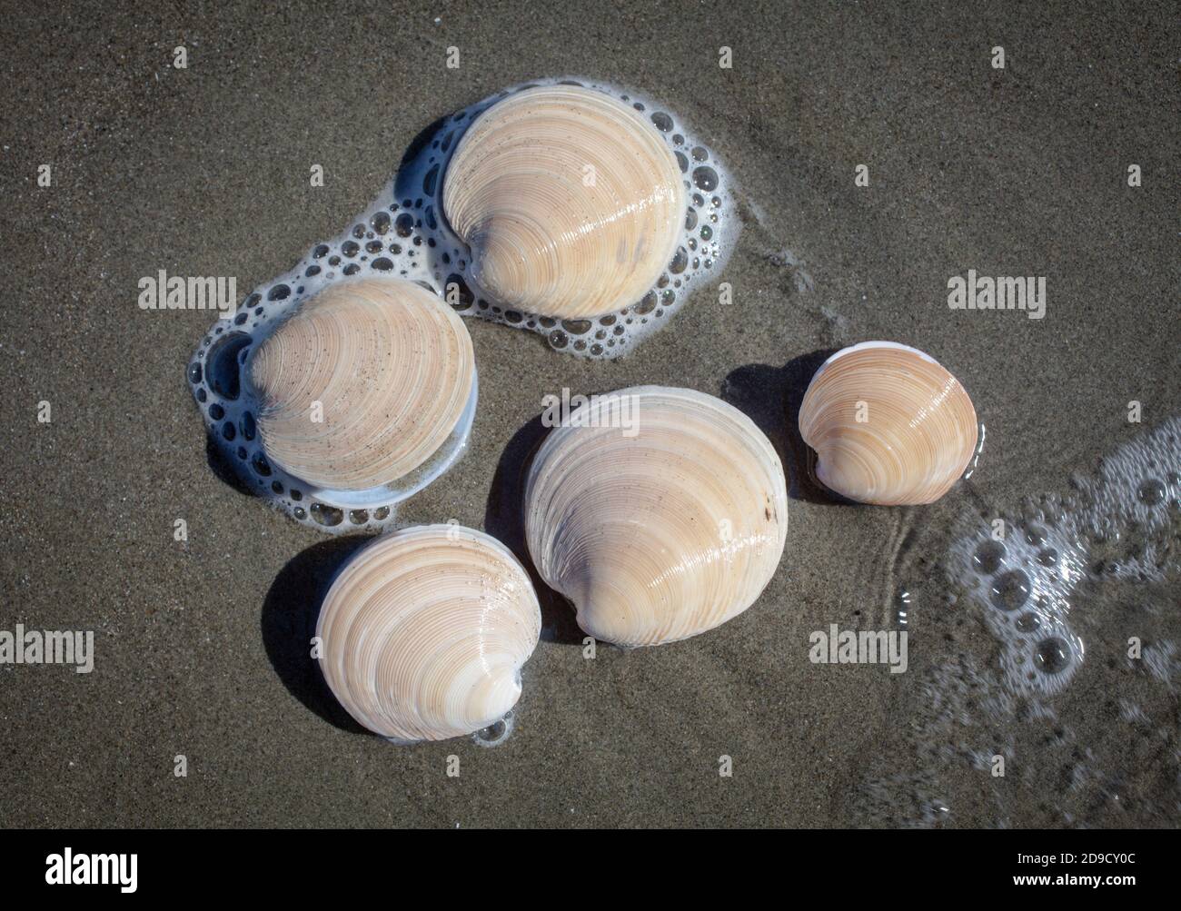 Commercial shell fish harvest hi-res stock photography and images - Alamy