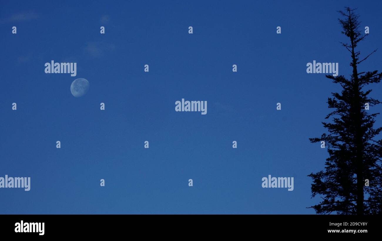Moon pine tree forest sky hi-res stock photography and images - Alamy