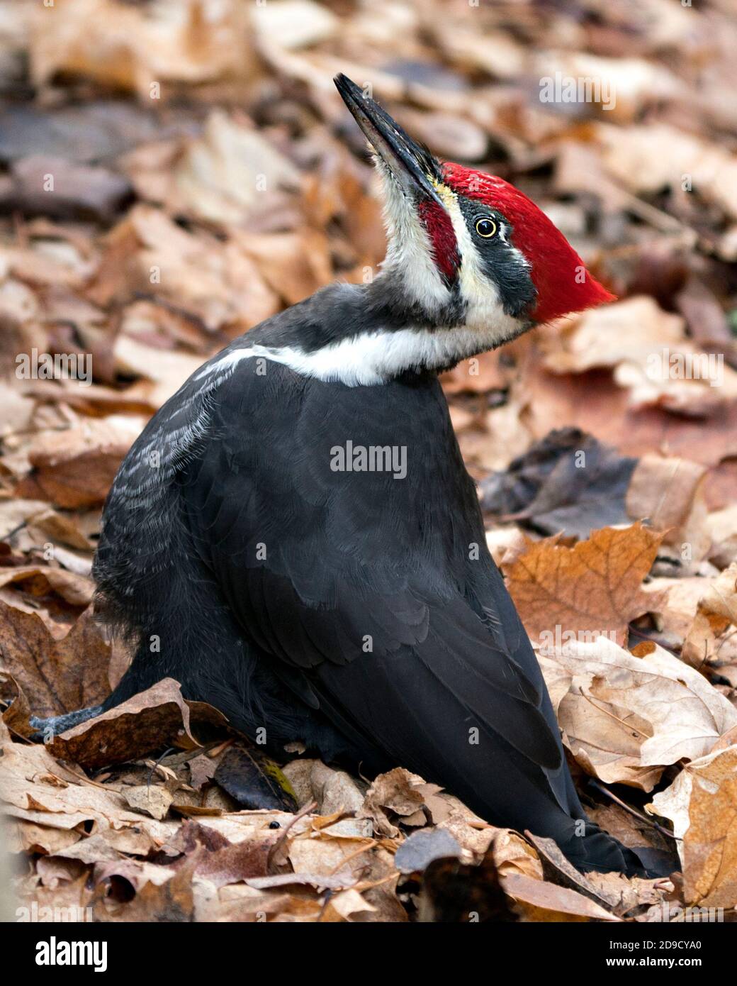 Woodpecker bird close-up profile view with a brown leaves background in ...