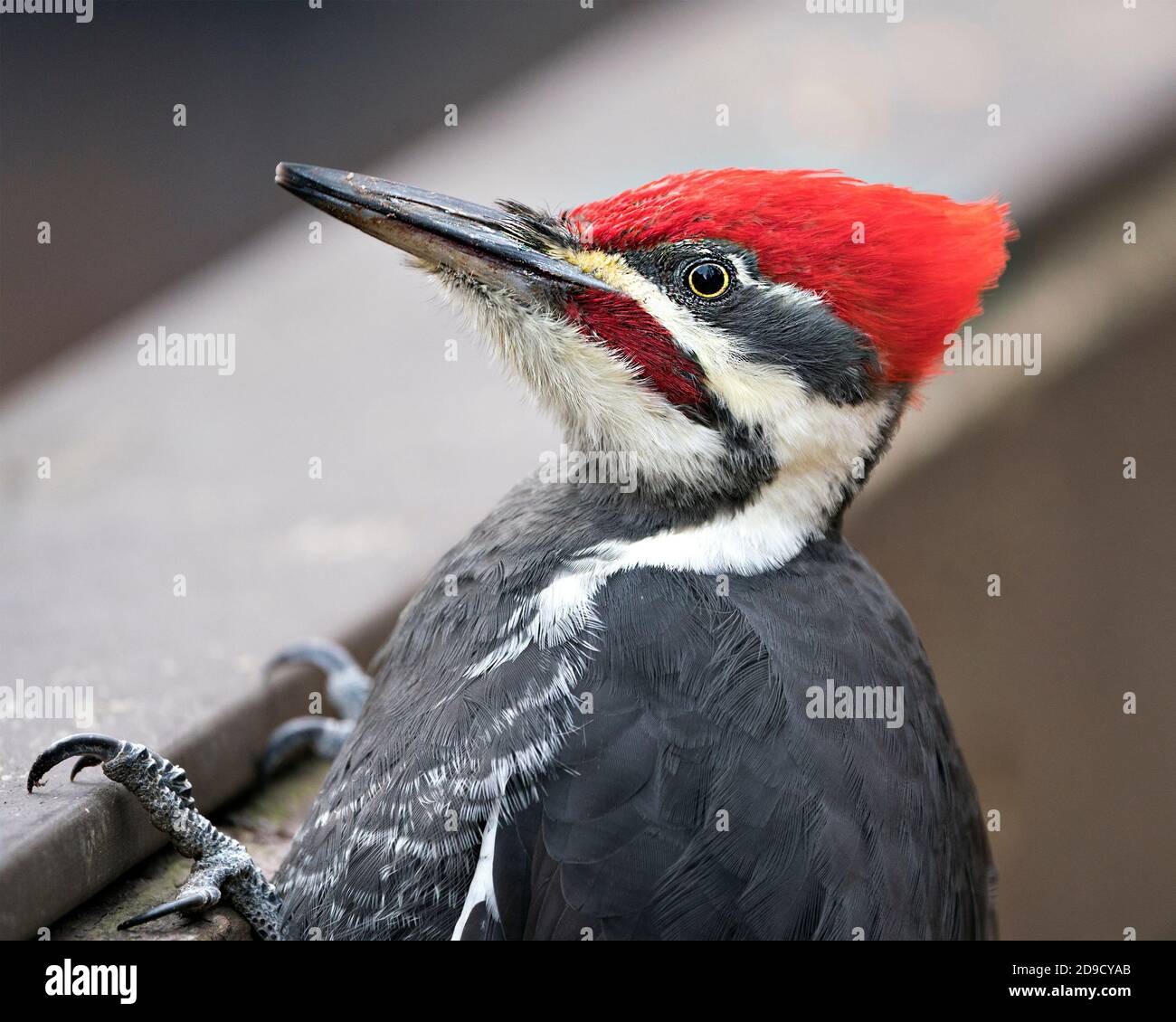 Woodpecker head close-up profile view with a blur background in its ...