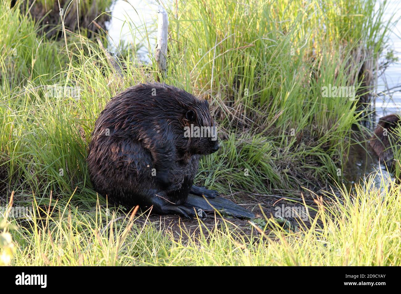 Beaver profile view picture hi-res stock photography and images - Alamy