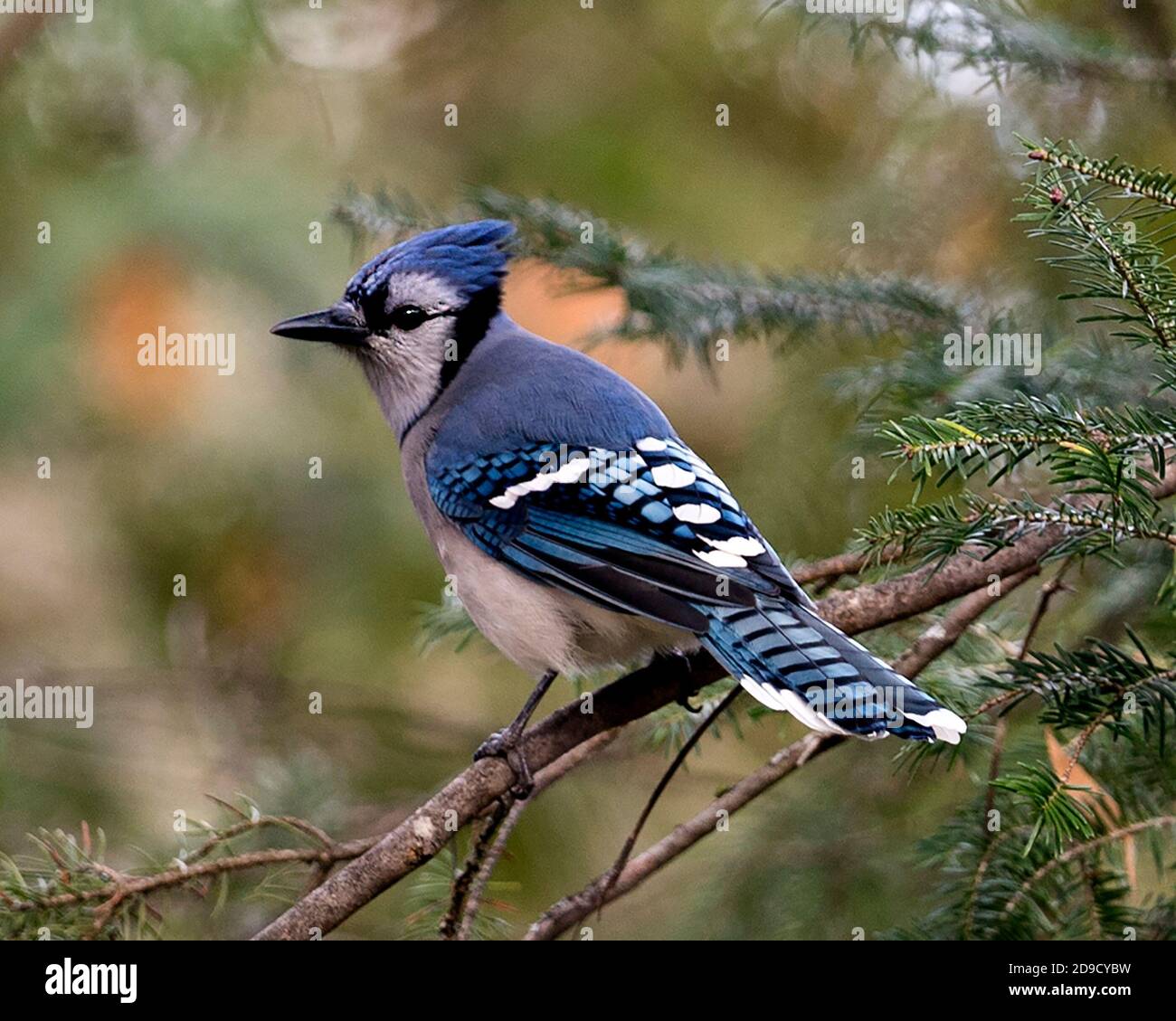 Blue Jay perched on a branch with blur background displaying blue feather plumage, wings, body ...