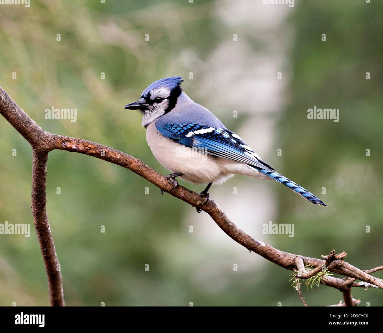 Blue jay hi-res stock photography and images - Alamy