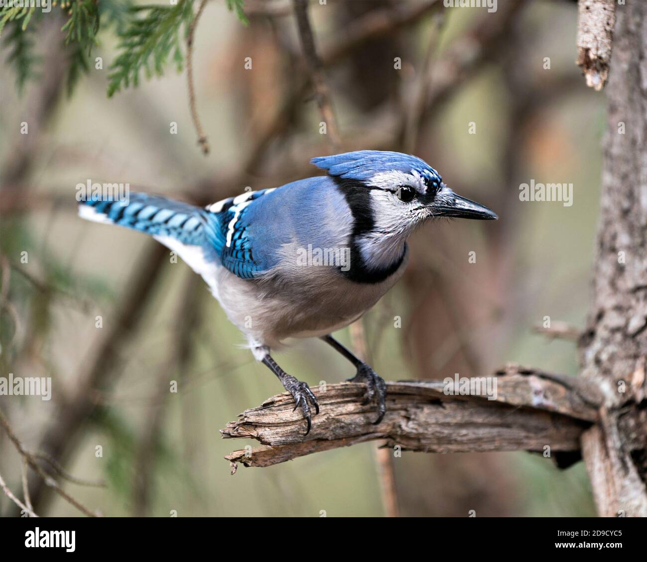 Blue jay show picture hi-res stock photography and images - Alamy