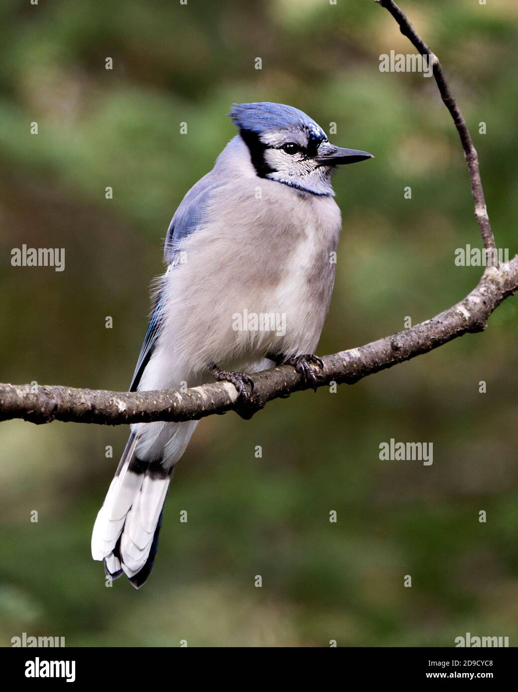 Blue jay poster image hi-res stock photography and images - Alamy