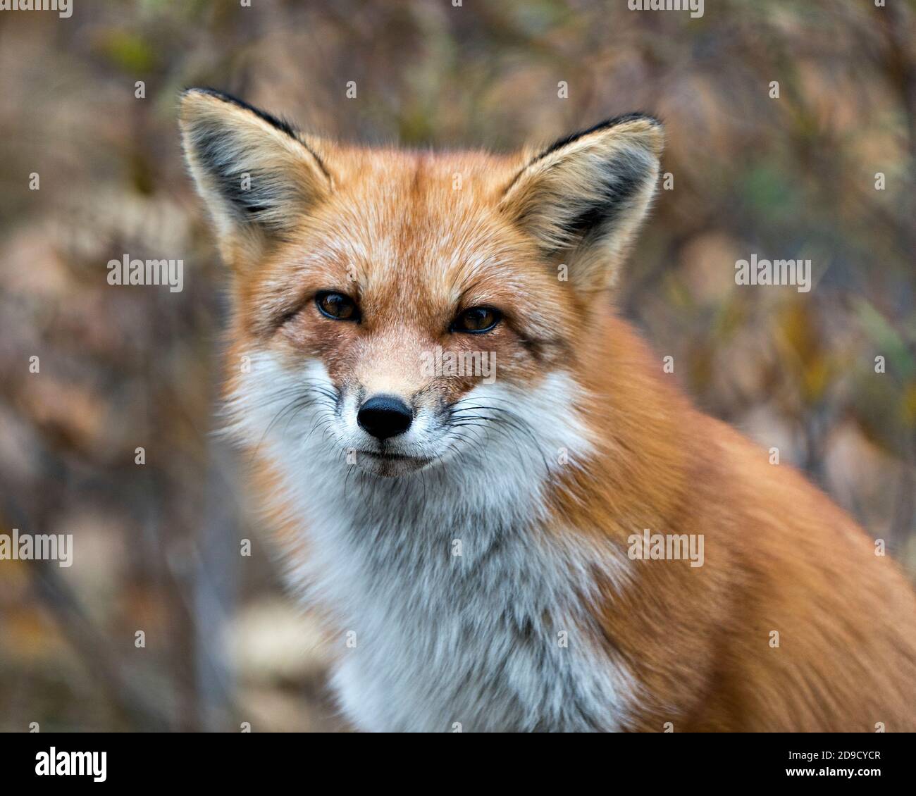 Red fox head close-up profile view displaying fox fur, with a blur ...