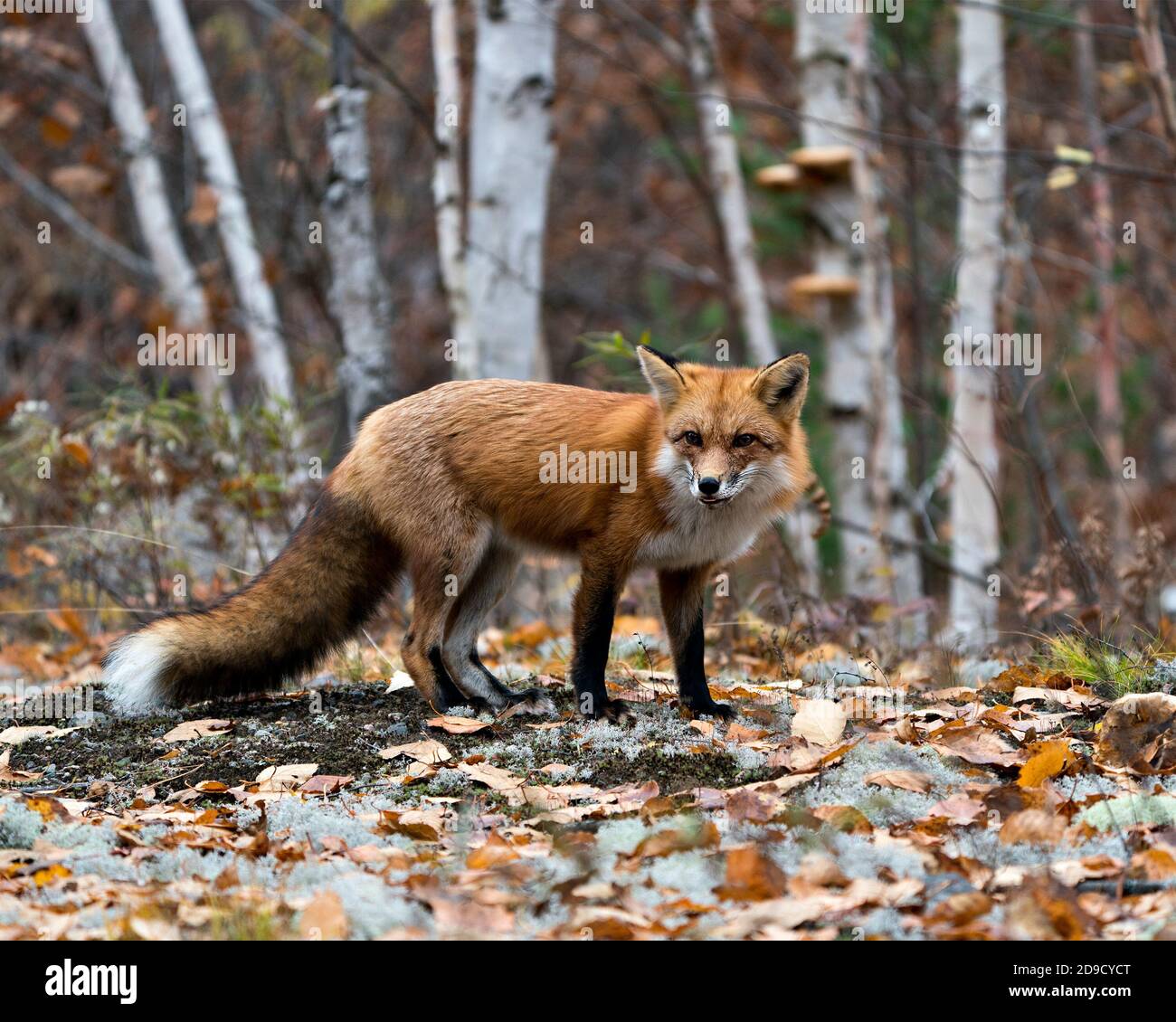 Red fox close-up profile view displaying fox fur, fox tail with a blur ...