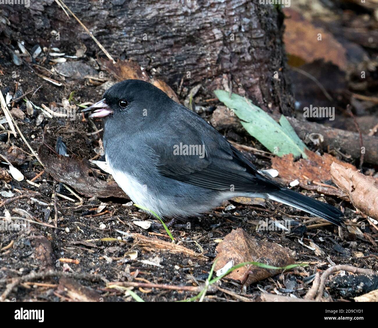 Junco bird show hi-res stock photography and images - Alamy