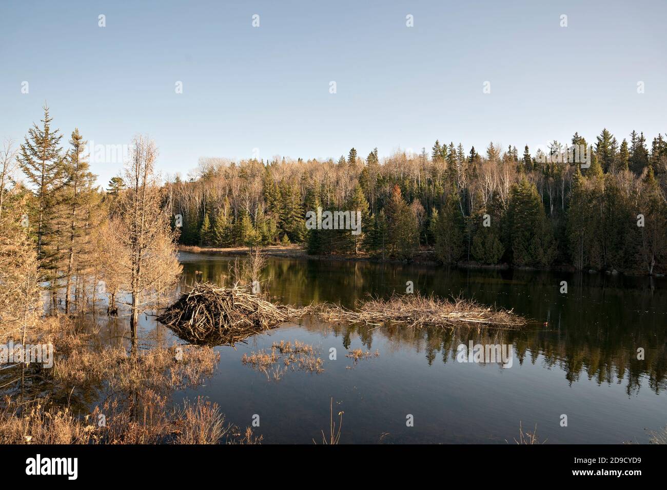Beaver burrow lodge hi-res stock photography and images - Alamy