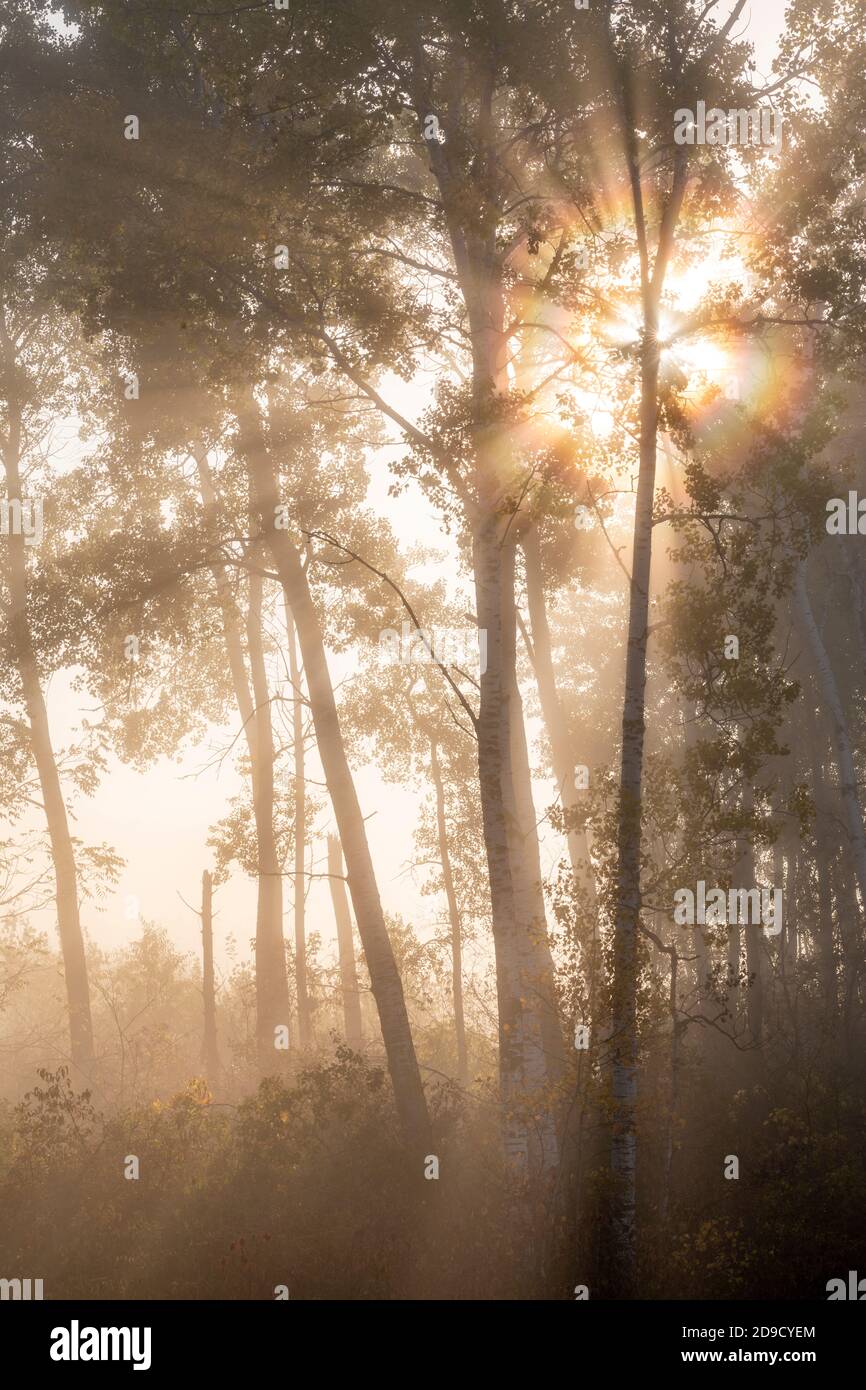 Sunrise, fog, and forest, Midwestern USA, by Dominique Braud/Dembinsky ...