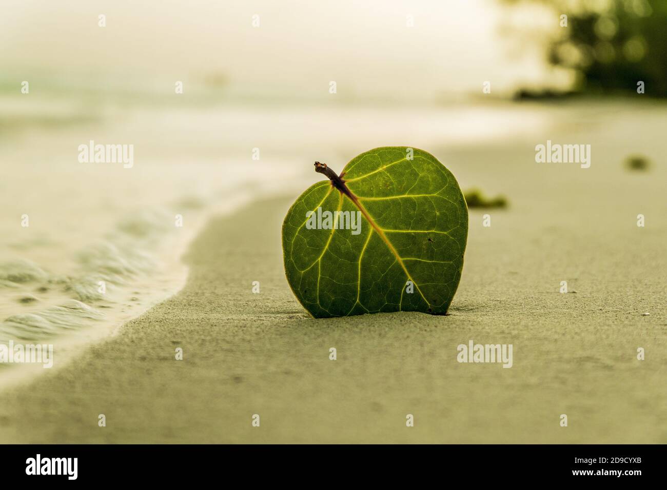 leaf nature sea shore beach green Stock Photo - Alamy