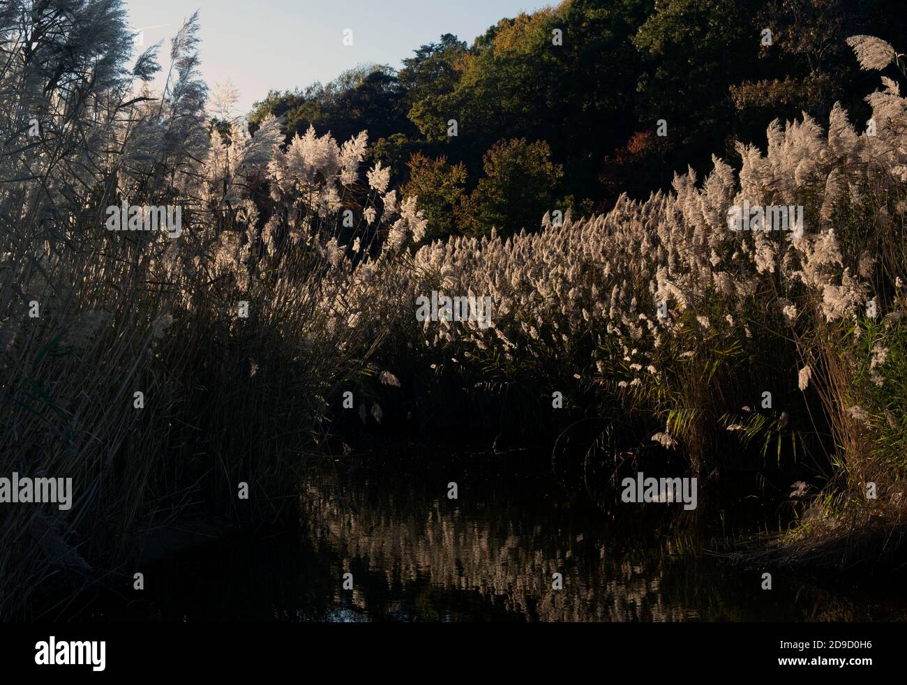 Scenic view at Calvert Cliffs State Park in Maryland, USA Stock Photo ...