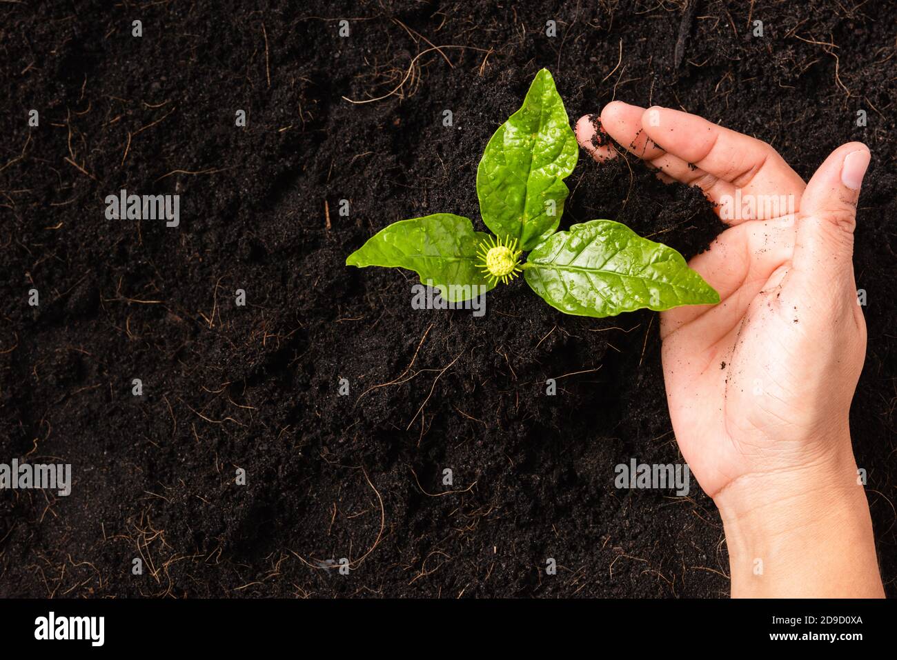 Hand of a woman planting green small plant life on compost fertile ...