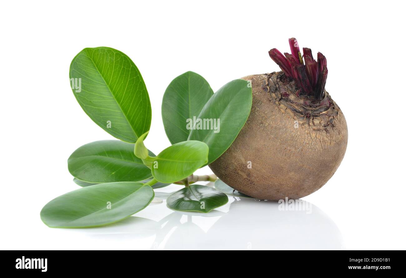 Fresh beetroot and green leaf isolated on white background Stock Photo ...