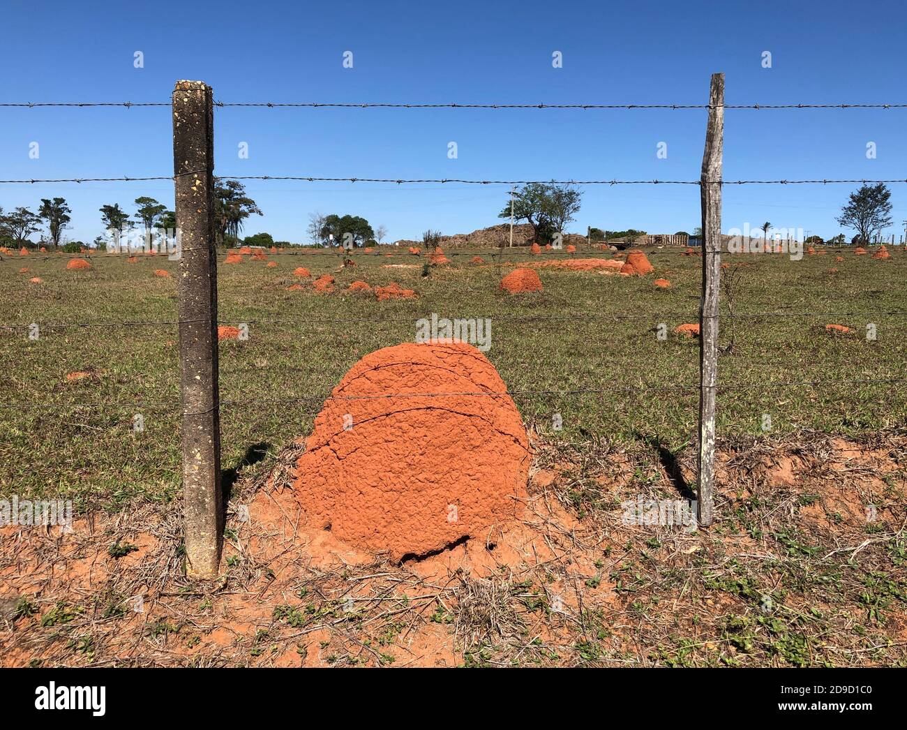Termite mound brazil hi-res stock photography and images - Alamy