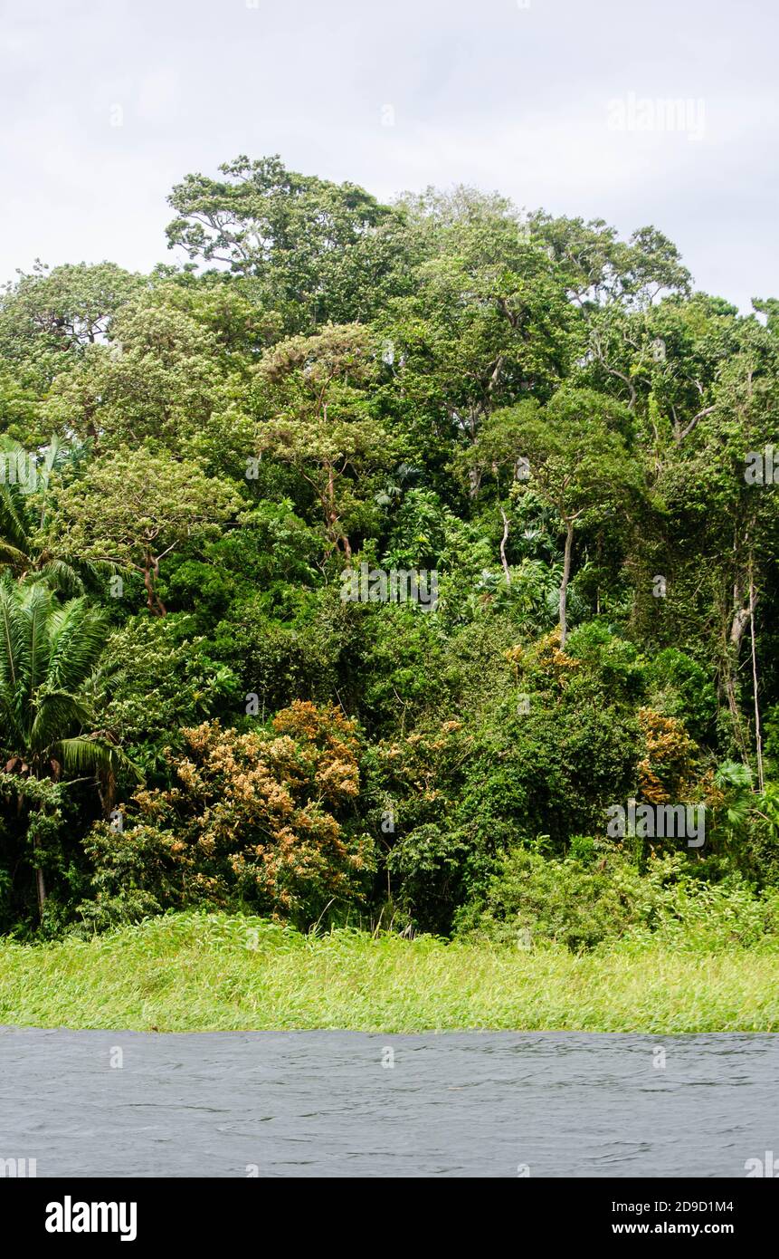 Forest in the canal area of Panama Stock Photo - Alamy