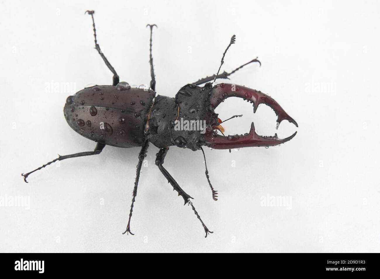 Deer horned stag beetle hi-res stock photography and images - Alamy
