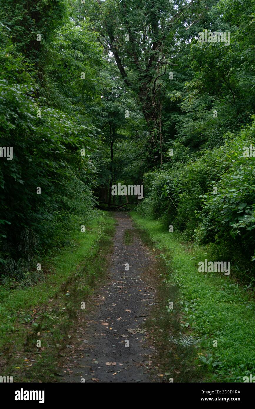 Dirt path in a forrest, shrubs and trees, lush vegetation on a summer ...