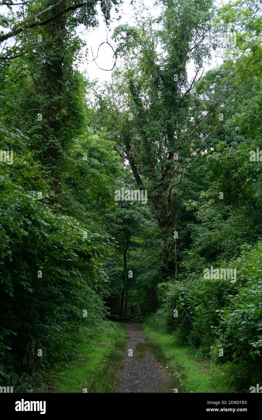 Dirt path in a forrest, shrubs and trees, lush vegetation on a summer ...