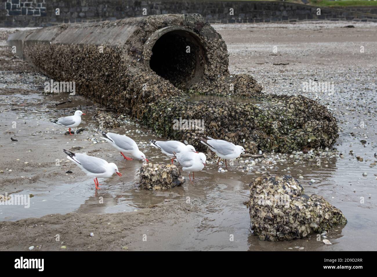 AUCKLAND, NEW ZEALAND - Nov 11, 2019: View of concrete stormwater pipe ...