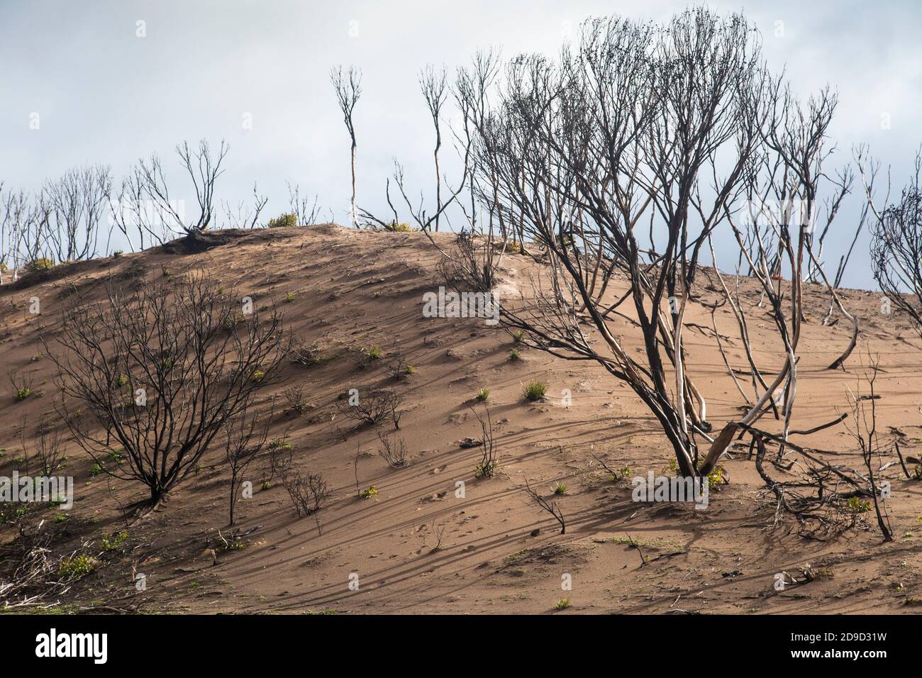 Burnt acacia (mulga) trees on sand dune, Flinders Chase National Park ...