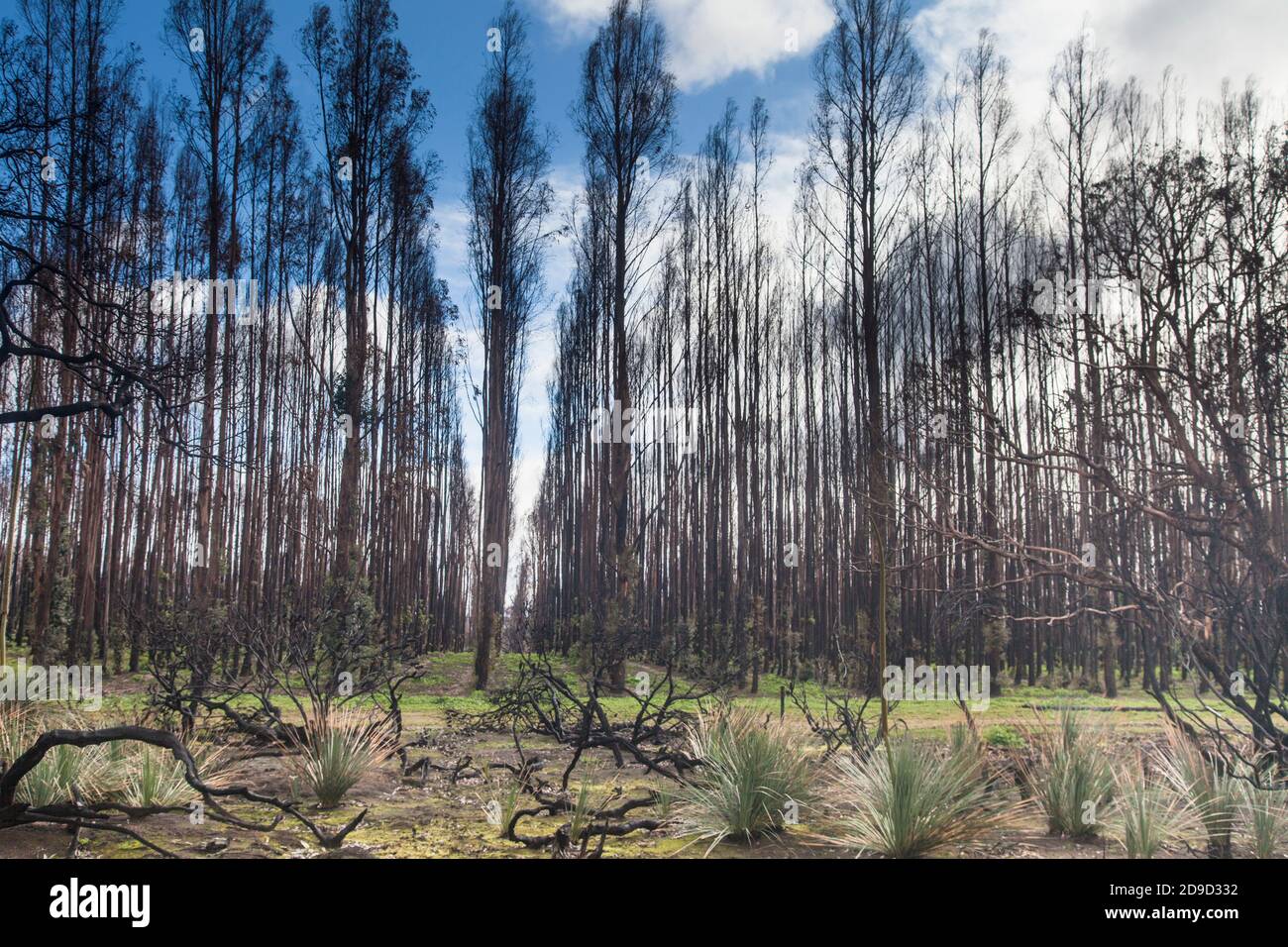 Regenerating burnt blue gum plantation Kangaroo Island, South Australia ...