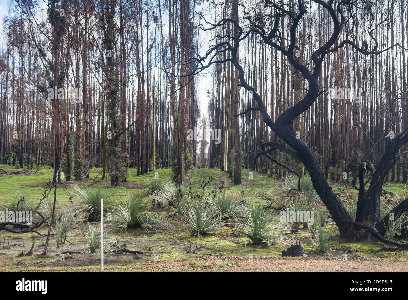 Regenerating burnt blue gum plantation behind flowering Tate's Grass ...