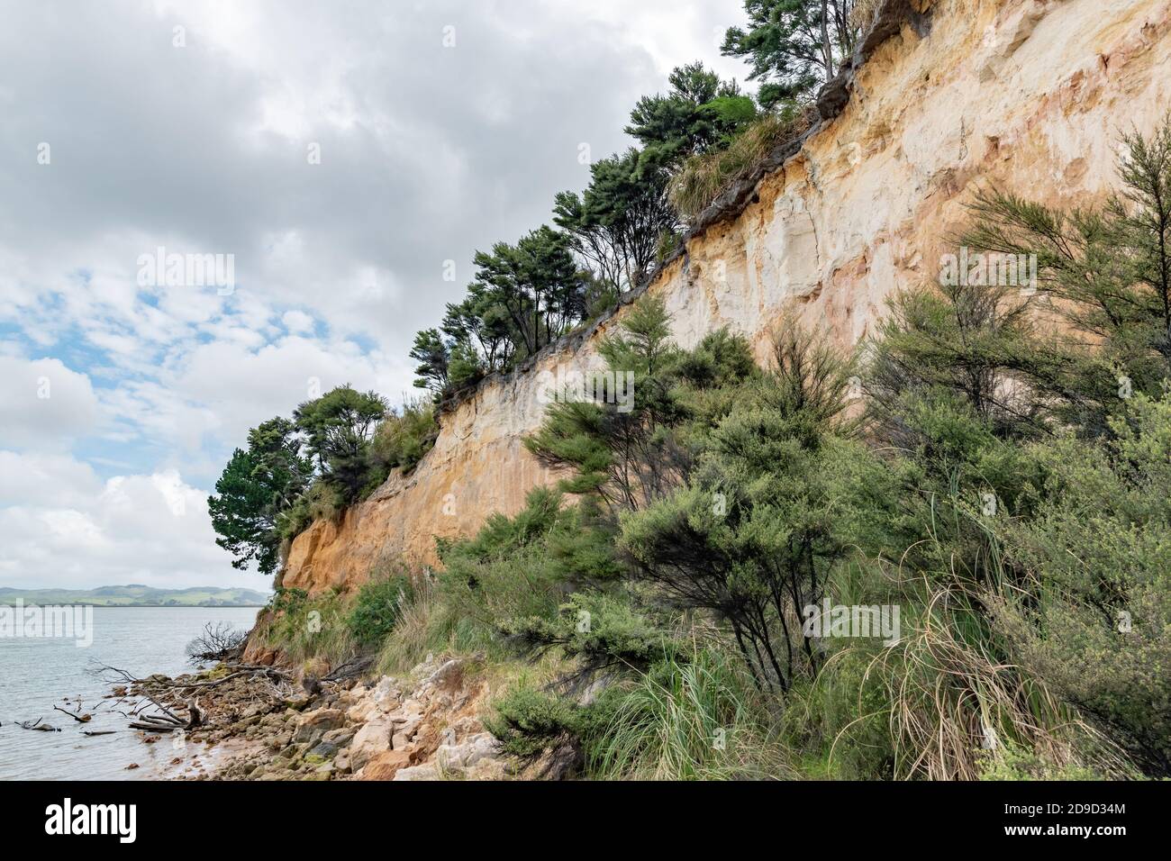 Sandstone cliff with trees at Kaipara Stock Photo - Alamy