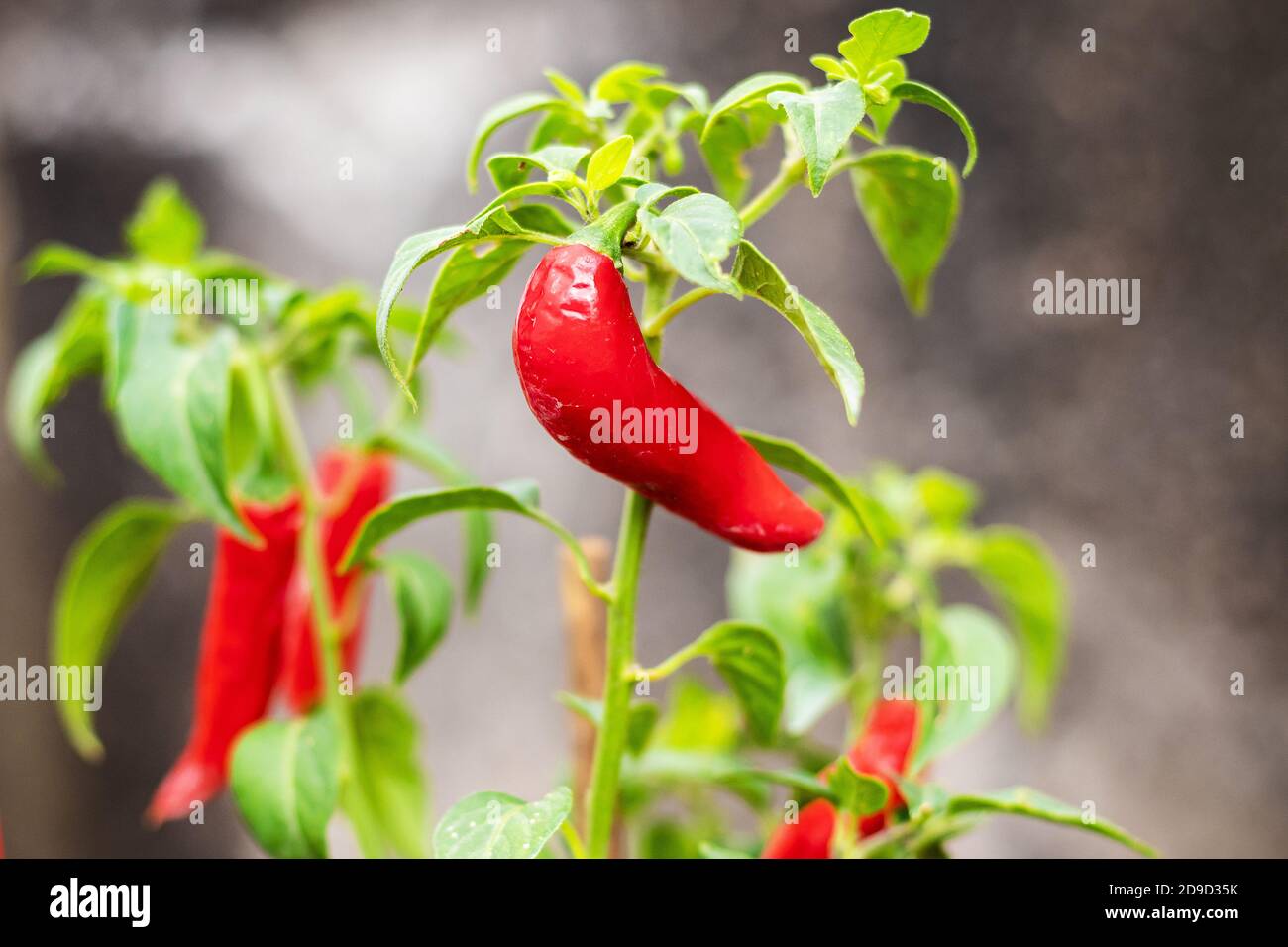 Chilli plantation hi-res stock photography and images - Alamy