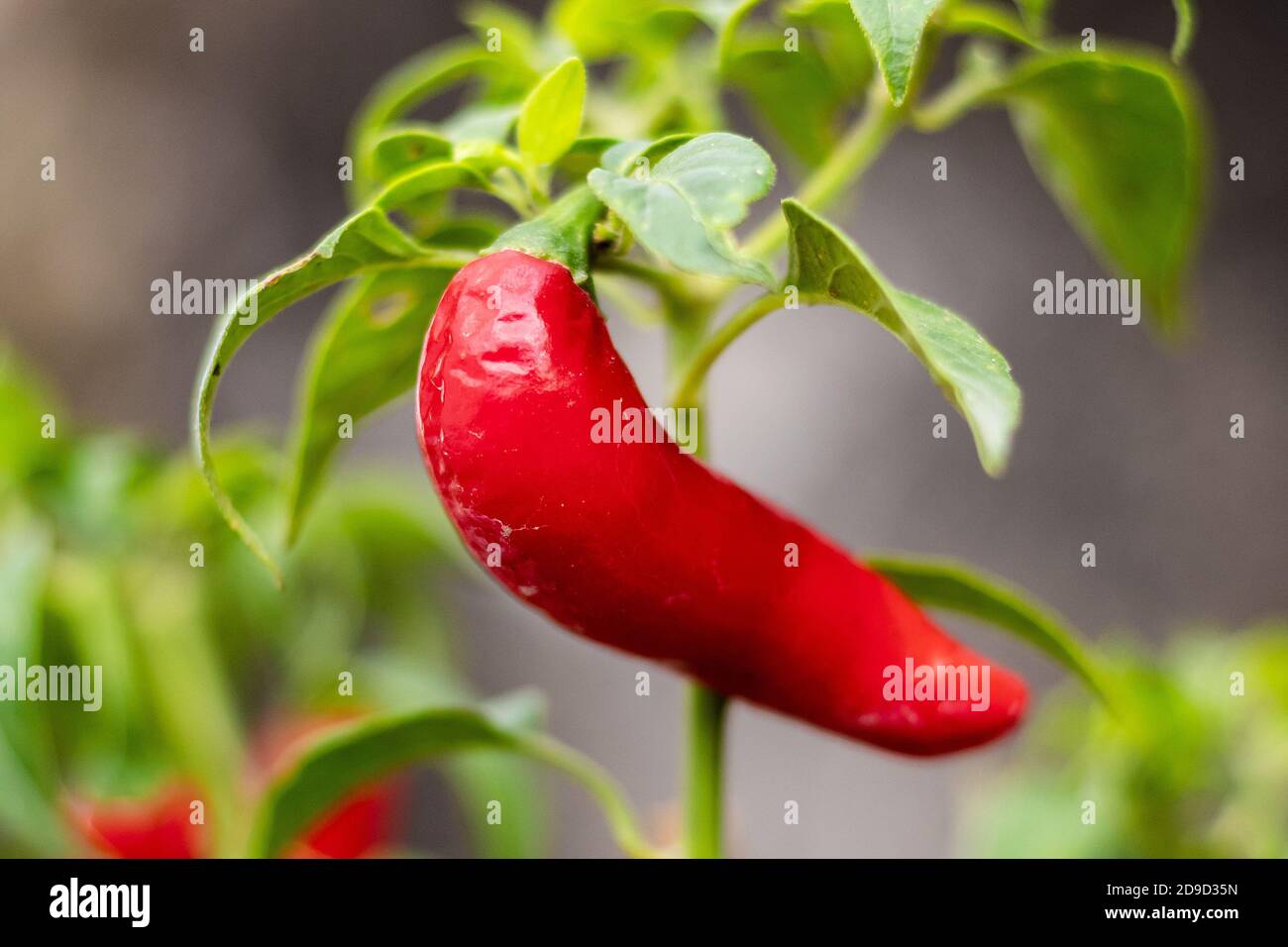 Typical mexican serrano chilli plant Stock Photo - Alamy
