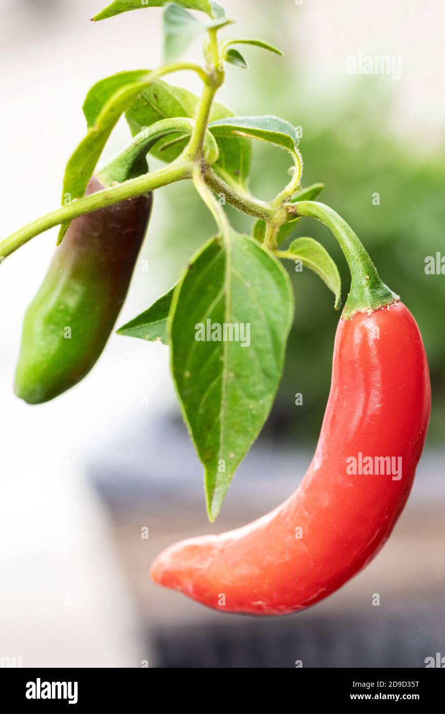 Typical mexican serrano chilli plant Stock Photo - Alamy