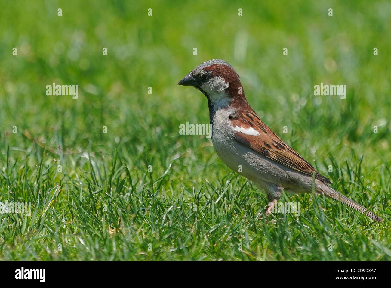 A common sparrow (passer) is seen with grass background Stock Photo - Alamy