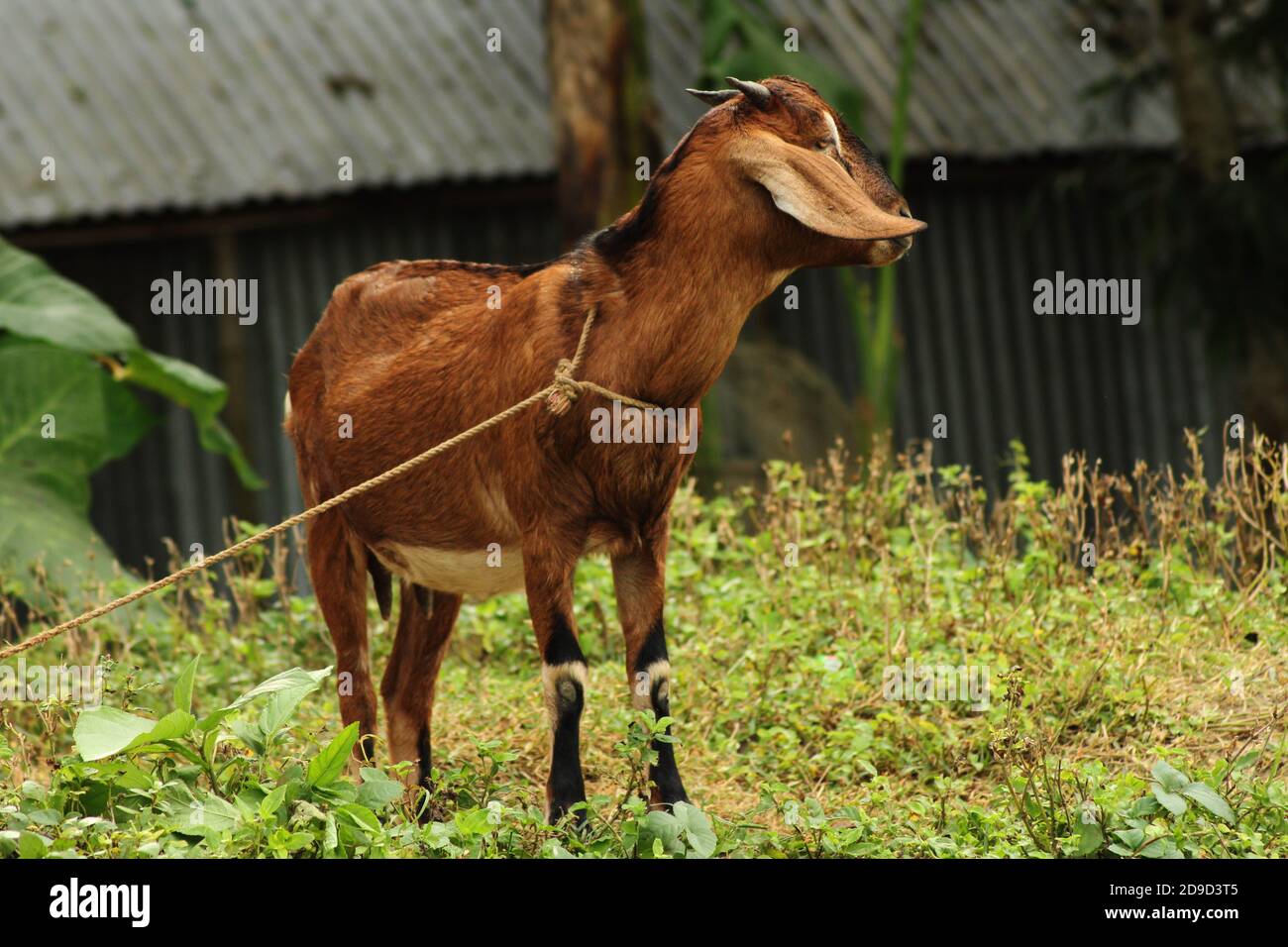 Goat legs hi-res stock photography and images - Alamy