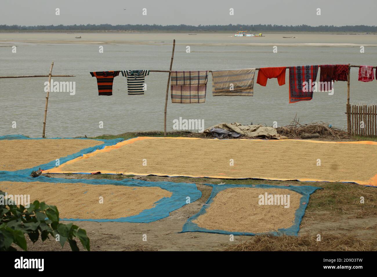 Rice drying hi-res stock photography and images - Alamy