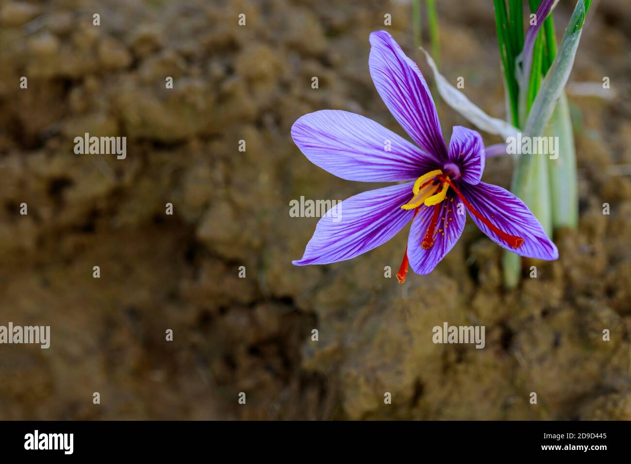 Saffron flowers harvest hi-res stock photography and images - Alamy