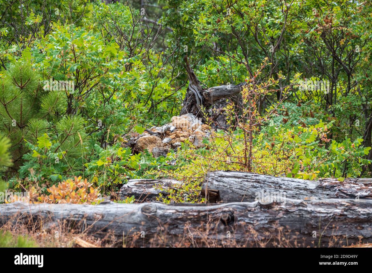 Fallen big tree with roots in autumn forest. Deep in the forest Stock ...