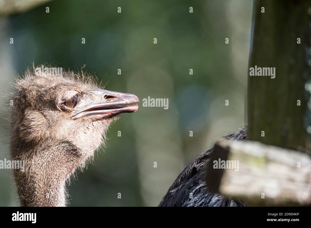Side view of ostriches hi-res stock photography and images - Alamy