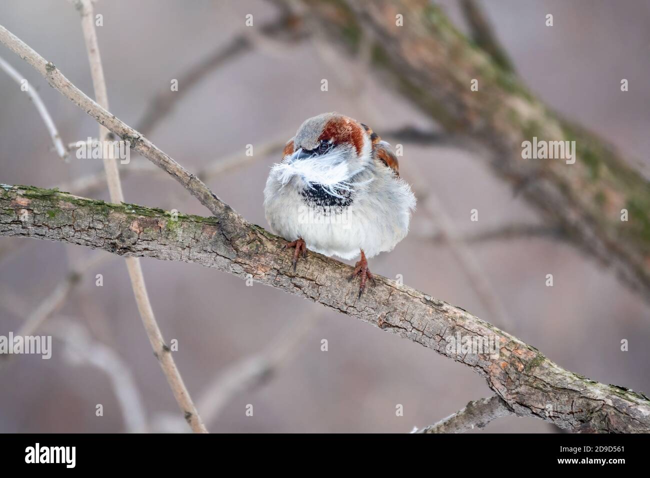 The house sparrow, Passer domesticus, sitting on a branch without ...