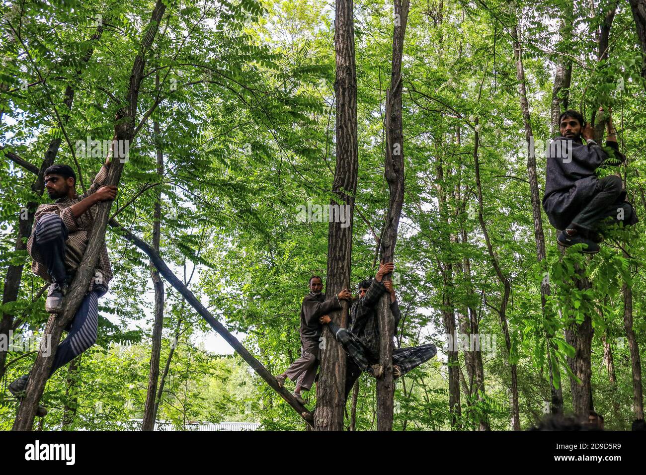 People climbing trees to protect themselves. Kashmir Stock Photo - Alamy